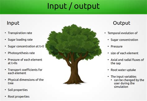 description of the modelled system — tree box model 0 3 documentation