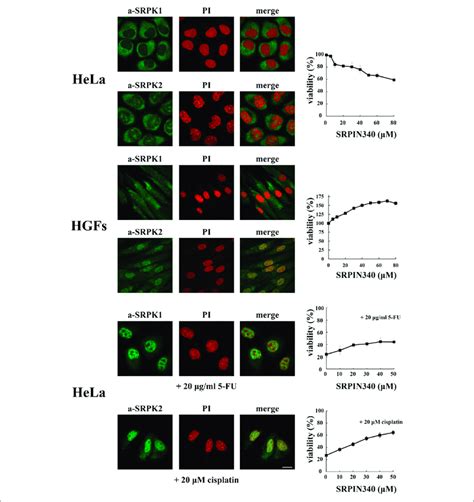 Fluorescent Patterns Of Srpk1 And Srpk2 In Hela Cells Human Gingival Download Scientific