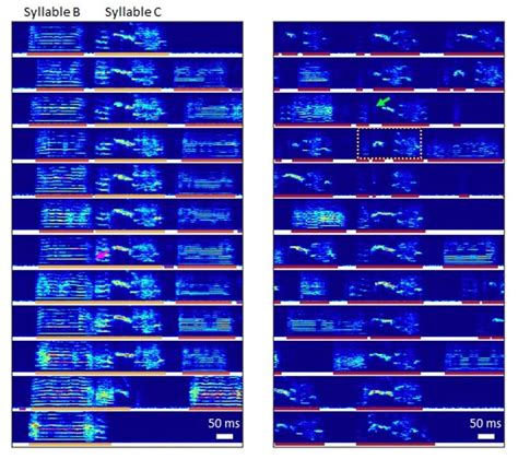 Definition Of Vocal Segments As Continuous Intervals Of Vocal Activity Download Scientific
