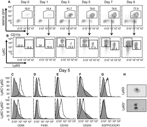Cd11b Ly6g Cells Produce Type I Interferon And Exhibit Tissue