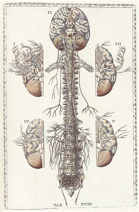 The Human Brain Its Nervous Projections Layers Tumbex