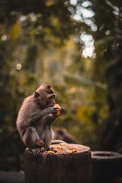 Fotos Macaco Fofo Freepik