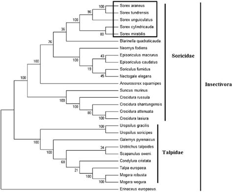 Phylogenetic Tree Generated Using The Maximum Parsimony Method Based On Download Scientific