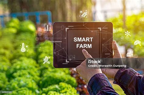 스마트팜 곡물밭을 시찰하는 여성농부 기술을 사용하고 태블릿에서 클라우드로 데이터를 보냅니다 토양의 식물 품질 분석 및 제어에서 스마트 디지털 농업 감지기에 대한 스톡 사진