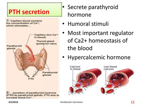 Parathyroid Hormone Synthesis Storge Secretion And Transportation Pptx