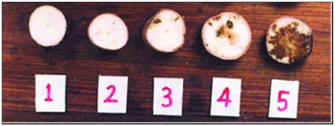 Scoring System Used To Assess Cbsd Root Necrosis 1 Asymptomatic Download Scientific Diagram