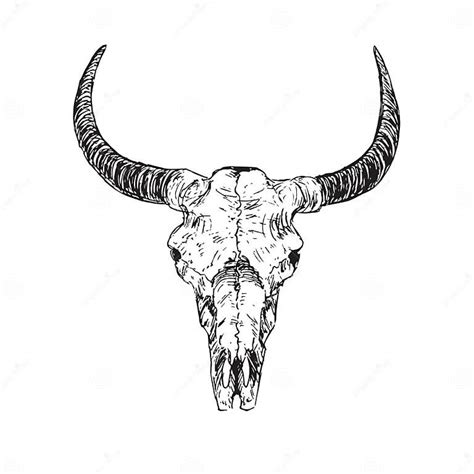 Skull Of Bull With Horns Hand Drawn Ink Doodle Sketch Vector