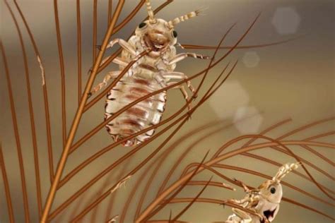 Dining On Dinosaur Feathers Lice Discovered In Amber Uk