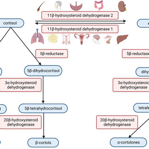 Causes And Nomenclature Of Hypercortisolism Cushing Syndrome In