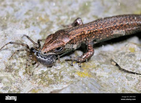 Spider Eating Lizard