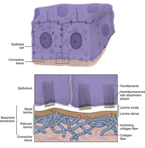 What Is The Basement Membrane And Where Is It Located At Marcia Chester