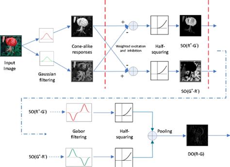 The Proposed Cascade Structure Of Color Information Processing Note