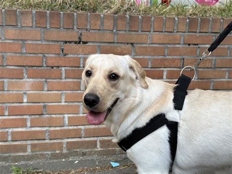 래브라도 리트리버 가루 이탈리아그레이하운드입양 치와와입양 폼스키입양 폼치입양 폼피츠입양 푸숑입양 고양이입양 랙돌입양 러시안블루입양 먼치킨입양 브리티쉬숏헤어입양 노르웨이숲입양