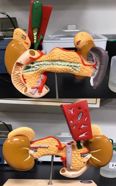 Internal Organs Model Diagram Quizlet