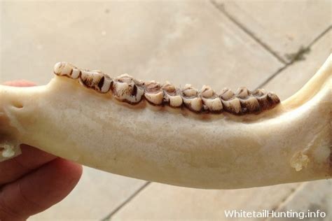 Deer Age Aging Whitetail Deer By Teeth Whitetail Hunting