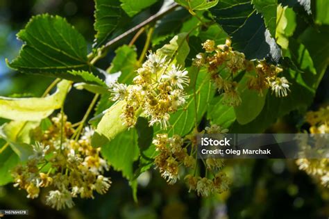 린든 나무 꽃 클러스터 틸리아 코르 데이터 유럽 작은 잎 석회 작은 잎 린든 꽃 약국 묵시 자연 의학 치유 허브 차 아로마