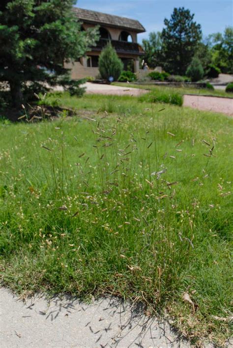 Native Grass Solution