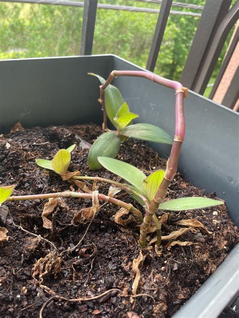 Possible Spiderwort R Plantidentification