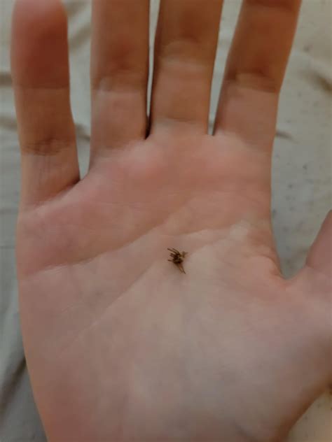 Can Someone Sex My A Chalcodes Molt Rtarantulas