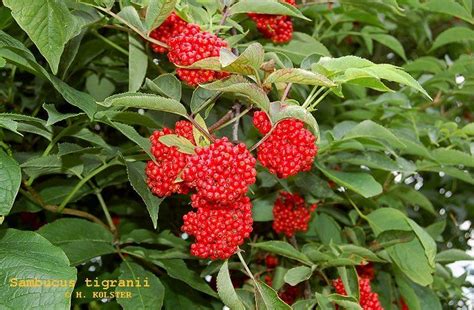 Sambucus Tigranii