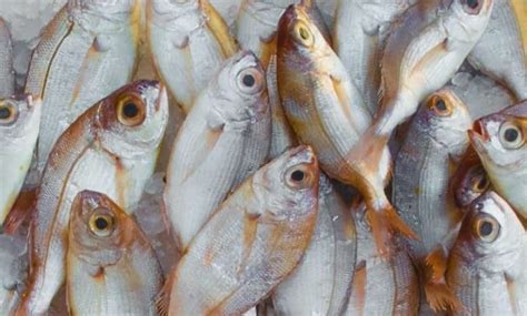 Mimi Fish App Kerala Govt Lets Consumers Know All About The Fish They Buy