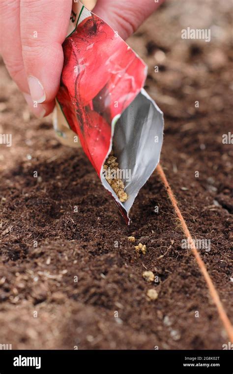 Direct Sowing Of Beetroot Seed By Spacing Thinly In A Shallow Trench In