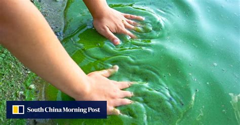 How Chinese Scientists Used Algae In Seawater Battery To Make Clean