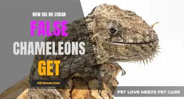 The Intriguing World Of Chameleon Reproduction How Chameleons Mate And Reproduce PetShun
