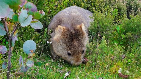 Download Free Wombatin Natural Habitat Wallpaper