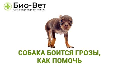 Собака боится грозы, как помочь // Ветеринарная клиника Био-Вет. - YouTube