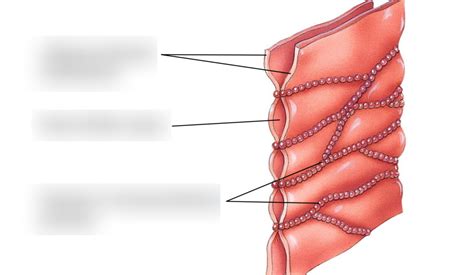 Tissues Diagram Quizlet