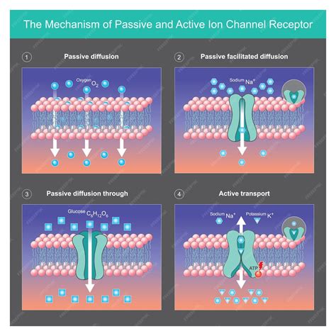 El Mecanismo Del Receptor Del Canal De Iones Pasivo Y Activo Explicar Los Mecanismos Del
