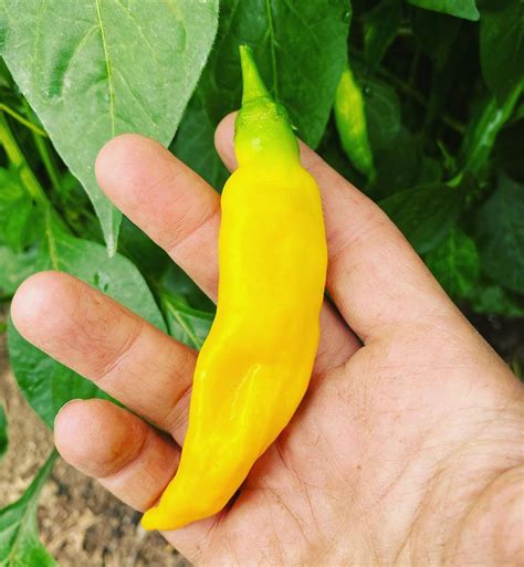 Seeds The Tiny Giants Of Our World Euphoricgreens Seeds The Tiny Giants Of Our World Euphoricgreens