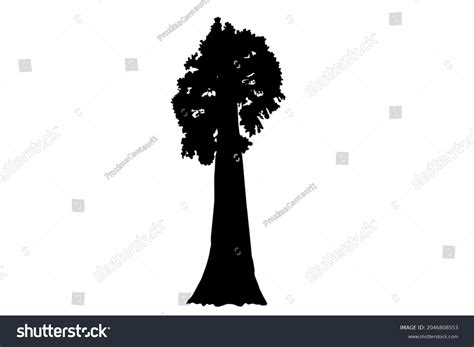 Sequoia Leaf Over Royalty Free Licensable Stock Vectors Vector Art Shutterstock