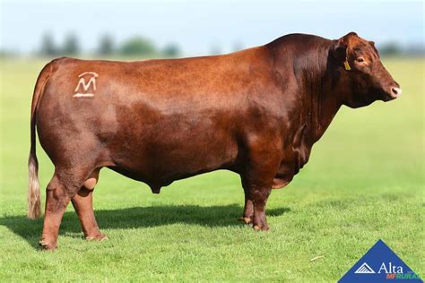 Sêmen Mushrush Topper Em Marília Sp à Venda Compre Direto 809762