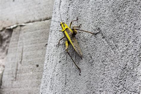 Grasshopper Perched On A Wall Stock Image Image Of Close Antennae