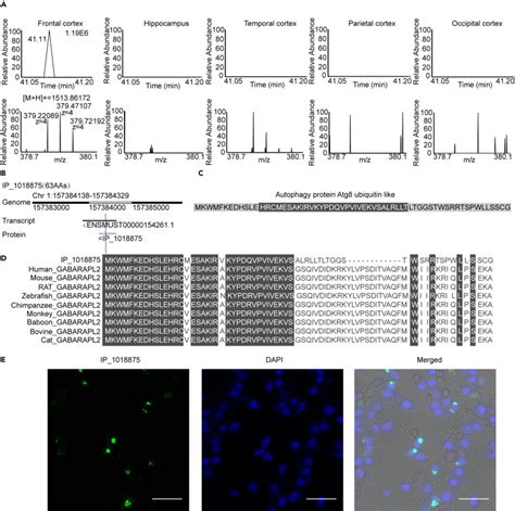 Identification And Analysis Of Short Open Reading Frame Encoded