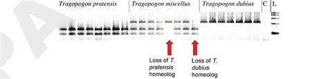 example of use of genomic caps cleaved amplified polymorphic sequence