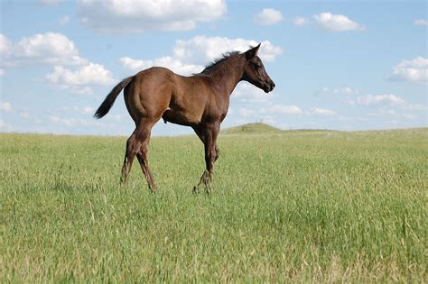 Lazy JS Ranch LJSR Emperor S Progeny