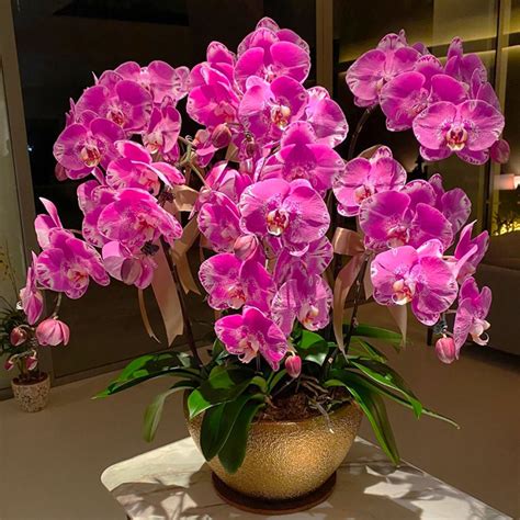 Grand 8 In 1 Phalaenopsis Orchid