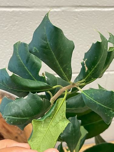 Week Trees Flashcards Quizlet Week Trees Flashcards Quizlet