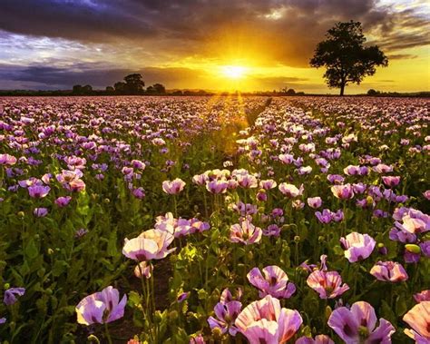 Поля цветов картинки красивые