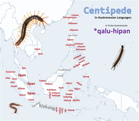 Centipede In Austronesian Languages Map