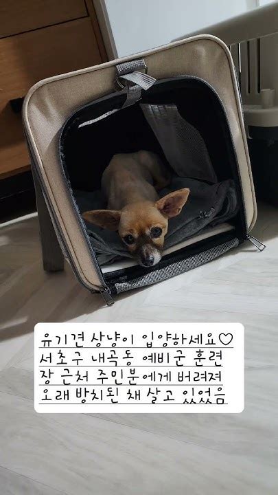 유기견구조 유기견입양 유기견상냥이 사지말고입양하세요 Youtube