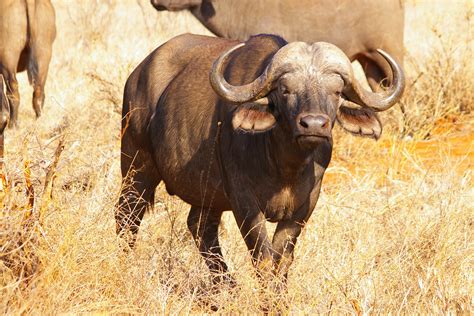 Free Images Mammal Vertebrate Wildlife Horn Water Buffalo