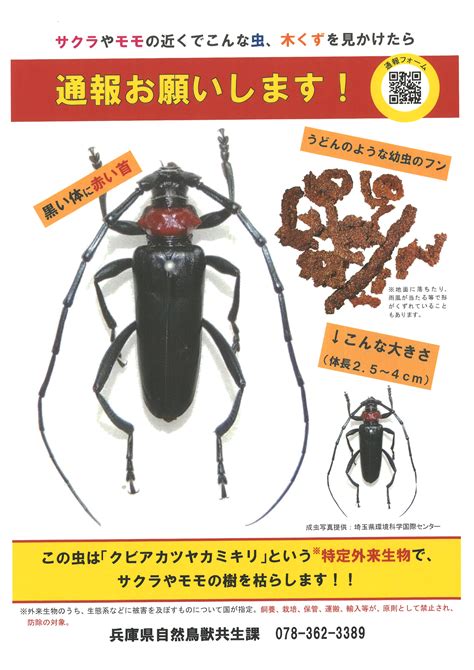 クビアカツヤカミキリムシにご注意！｜舞子公園