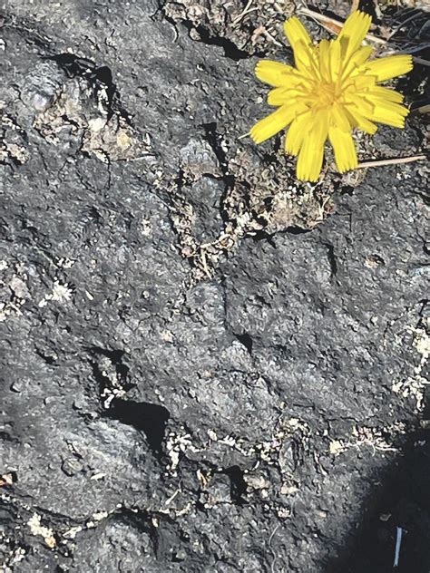 Untitled Lisa Mccully Flickr