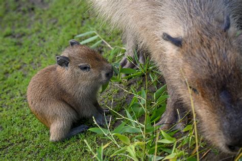 Newborn Capybaras