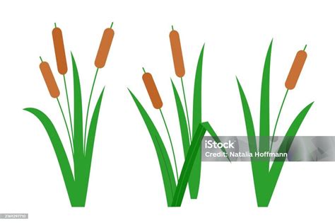 Southern Cattails Typha Domingensis And Common Cattails Typha Latifolia