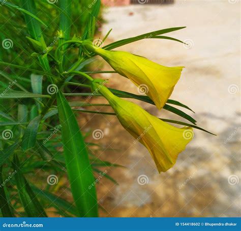 Two Yellow Flowers Love Couple Stock Photo Image Of Green Flowers